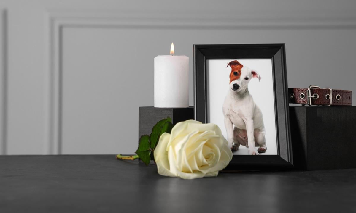 Coping with the Loss of Your Loved Pet: Pet Funeral Services | Beleiv